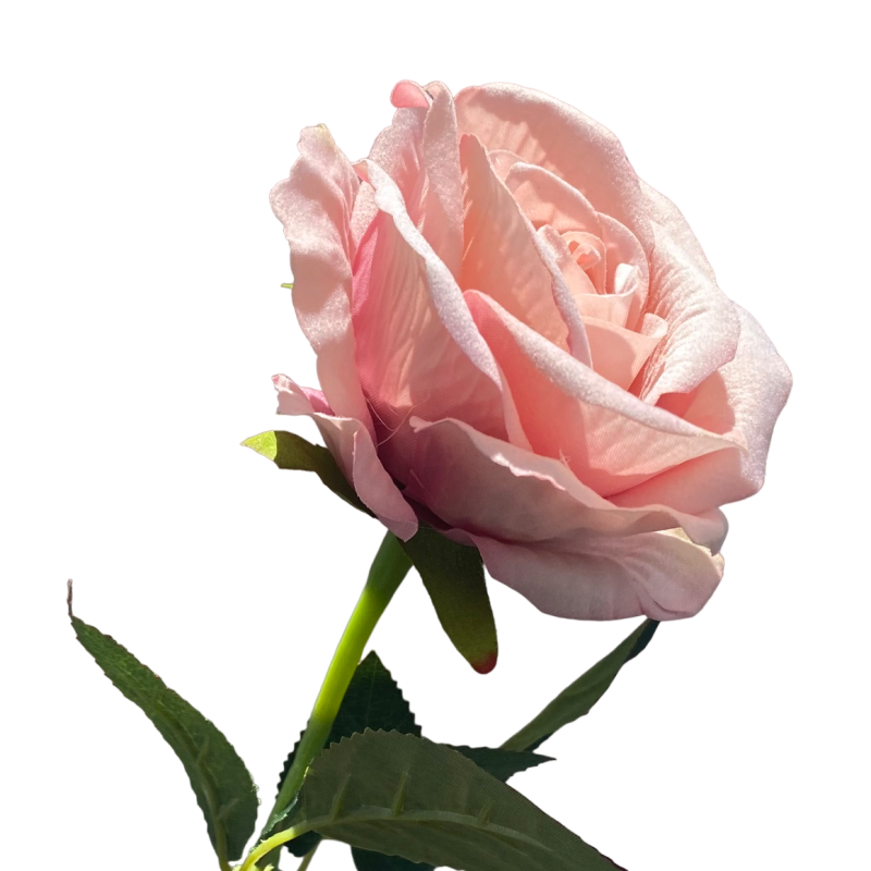 Light Pink Bella Velvet Rose | Silk Studio