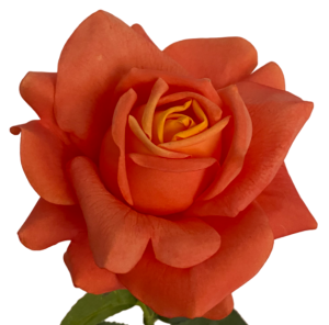 Orange Eva Real Touch Rose | Silk Studio