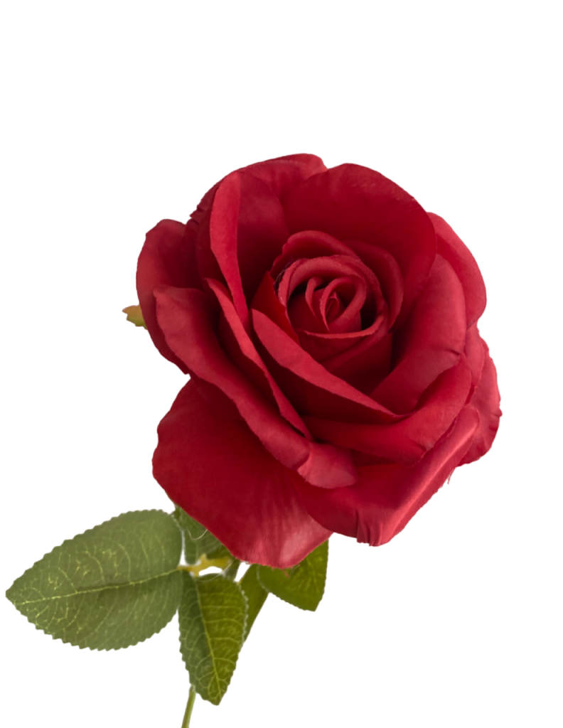 Red Nova Silk Rose | Silk Studio
